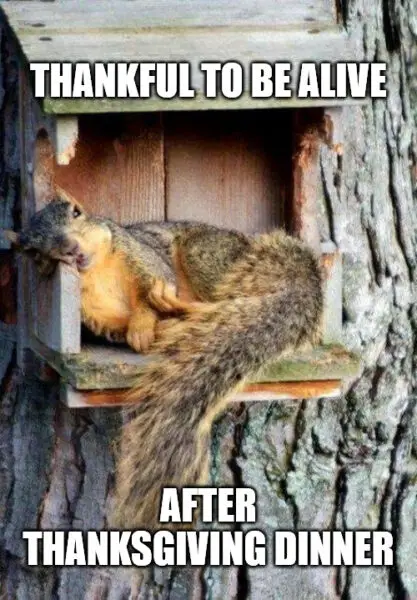 25 Thanksgiving Memes for Grateful Laughs