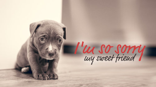 30 I'm Sorry Messages for Her and Quotes to Apologize to Her