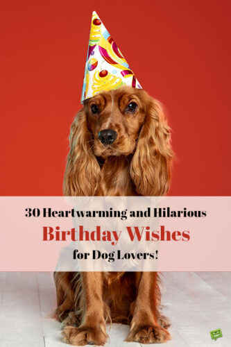 30 Heartwarming and Hilarious Birthday Wishes for Dog Lovers