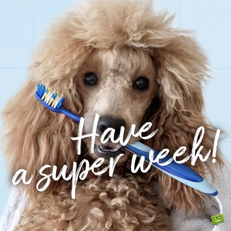 Have a Great Week Ahead! | Wishes for a New Start