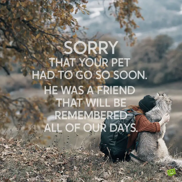 34 Sympathy Messages for the Loss of a Dear Pet