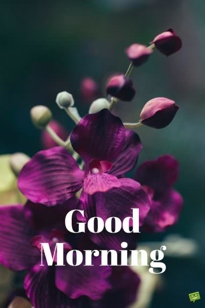300 Uplifting Good Morning Images | Time to Start the Day!