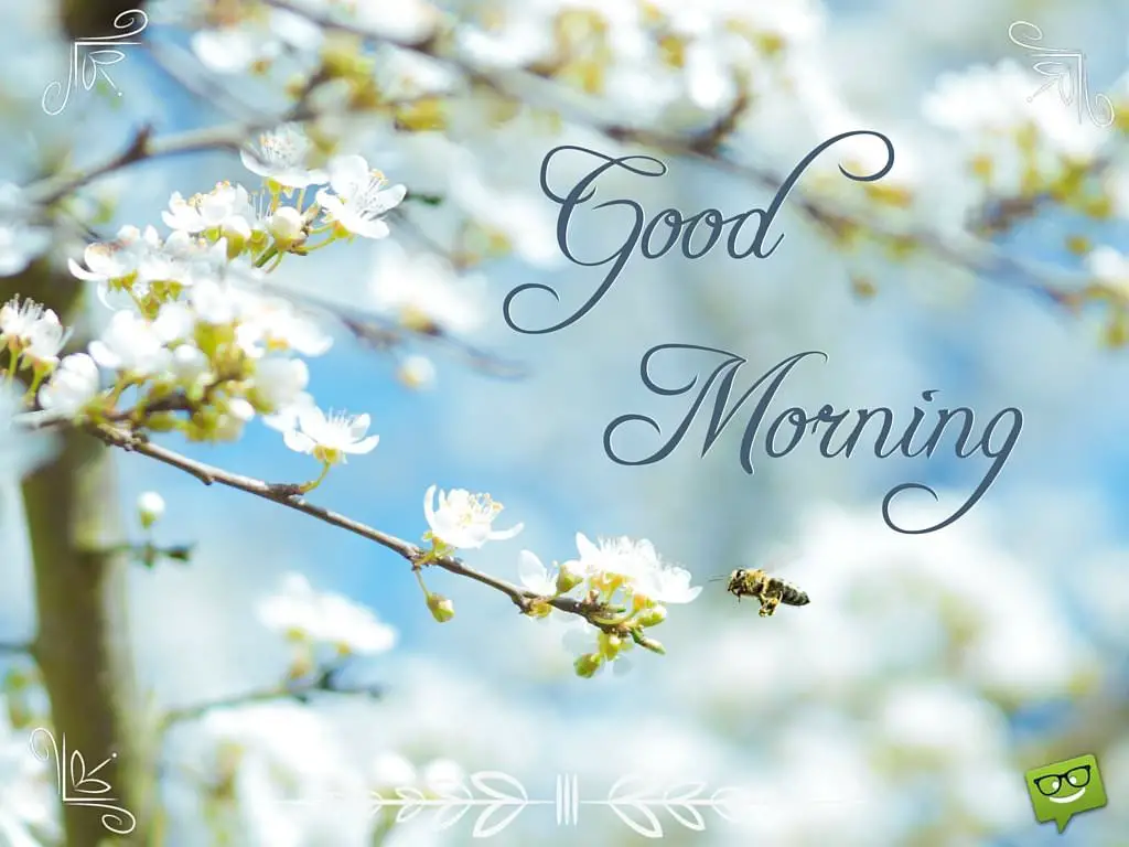 Good Morning Images With Spring Flowers at Stella Sexton blog