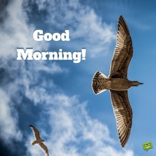 20+ Good Morning Pictures with Birds for a Flying Start