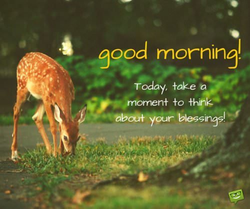 Cute & Funny Good Morning Images and Memes with Animals