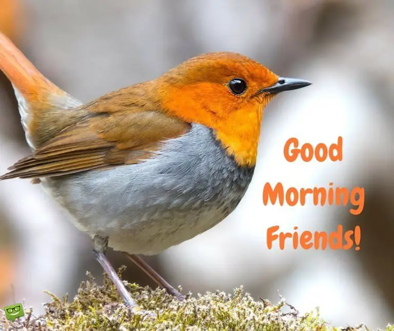 20+ Good Morning Pictures with Birds for a Flying Start
