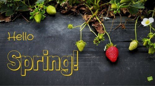 Hello Spring Quotes to Celebrate the Coming of Spring