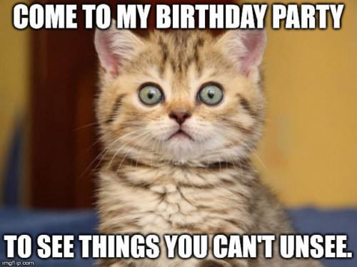 24 Cat Memes to Help You Celebrate and Wish Happy Birthday