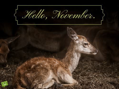 Hello, November! | Quotes for the Month of Gratitude