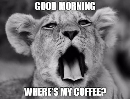 Cute & Funny Good Morning Images and Memes with Animals