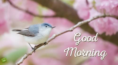 20+ Good Morning Pictures with Birds for a Flying Start