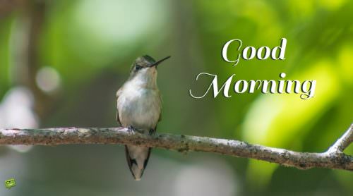 20+ Good Morning Pictures with Birds for a Flying Start