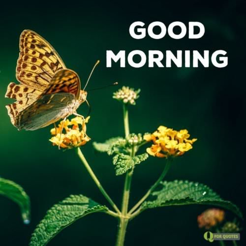 Delicate Harmony | Good Morning Pics with Butterflies
