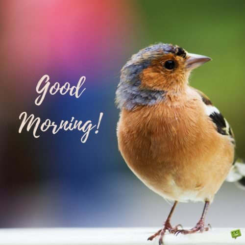20+ Good Morning Pictures with Birds for a Flying Start