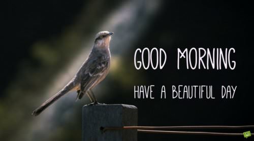 20+ Good Morning Pictures with Birds for a Flying Start