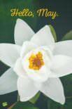50 Hello May Quotes and Images to Greet Spring in Bloom