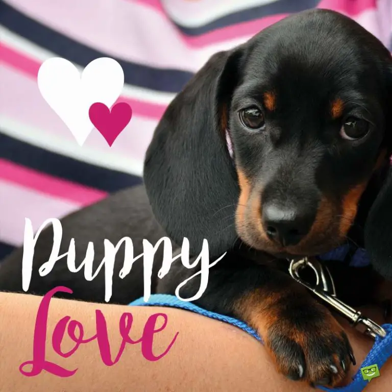 Puppy Love Quotes | Friends Sent From Above