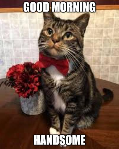 Funny Cat Good Morning Meme