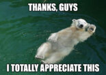 40 Thank You Memes To Share and Show Your Gratitude