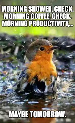 60 Funny Good Morning Memes