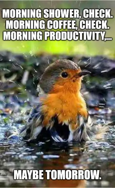 60 Funny Good Morning Memes