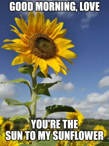 60 Funny Good Morning Memes