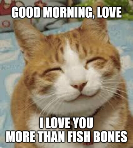 60 Funny Good Morning Memes