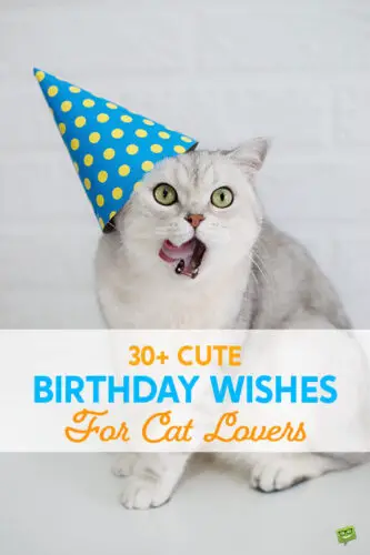 30+ Cute Birthday Wishes for Cat Lovers