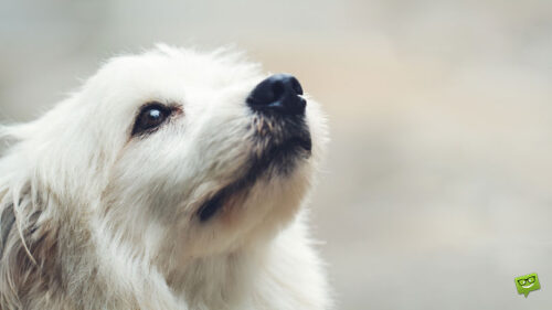 40 Goodbye Messages for a Dog Who Passed Away: A Tribute